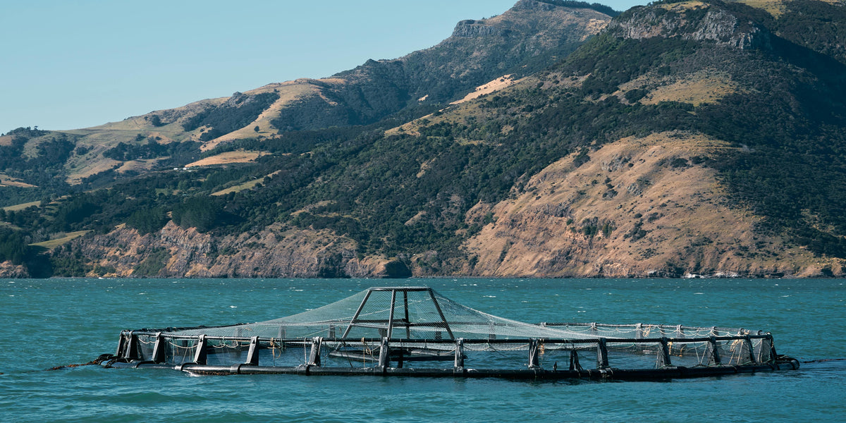 How underwater drones are revolutionizing fish farming — Urban Drones